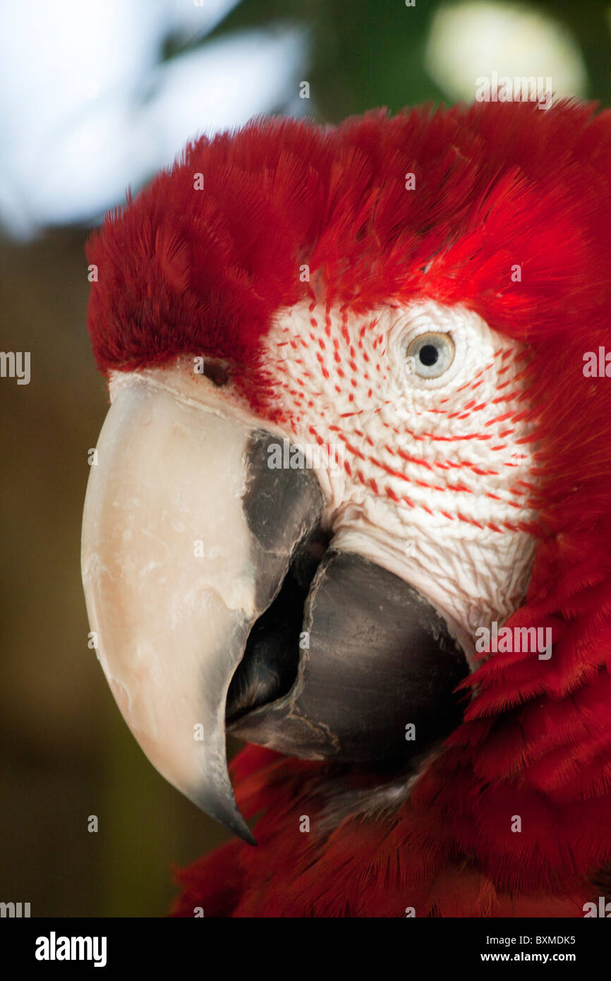 Close up view of the head of a Scarlet Macaw Stock Photo - Alamy