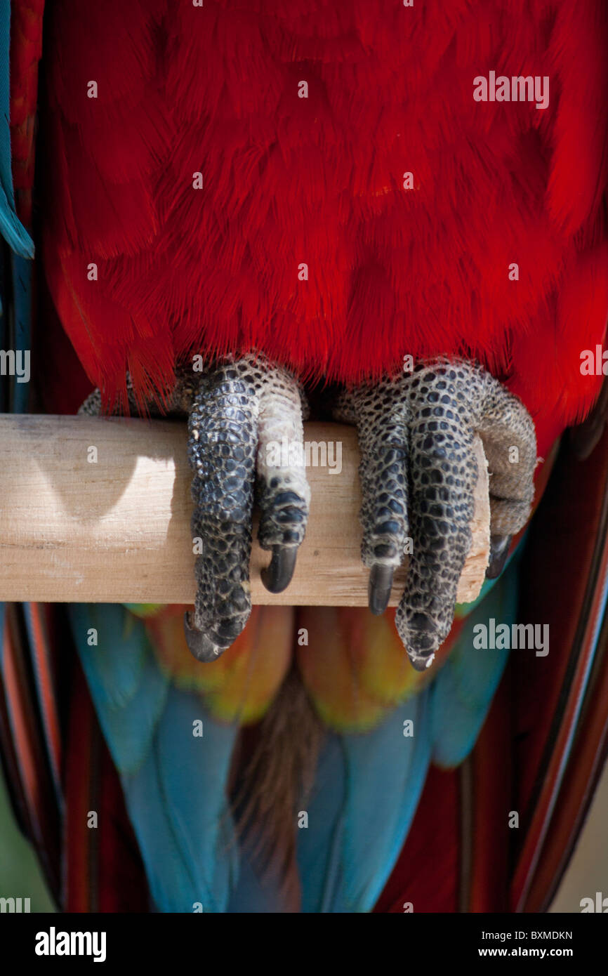 Close view of the claws of a Scarlet Macaw on a zoo Stock Photo - Alamy
