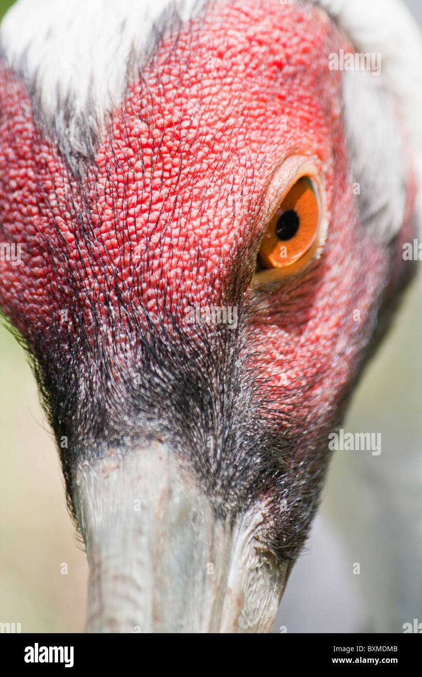 Close view of a Yellow-billed Stork's head Stock Photo - Alamy