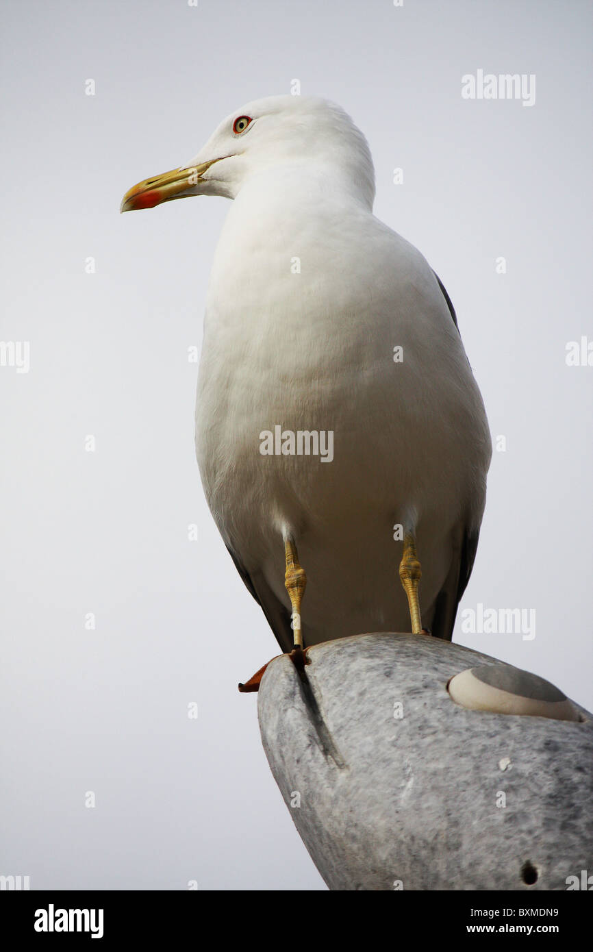 Seagull on top of a statue hi-res stock photography and images - Alamy