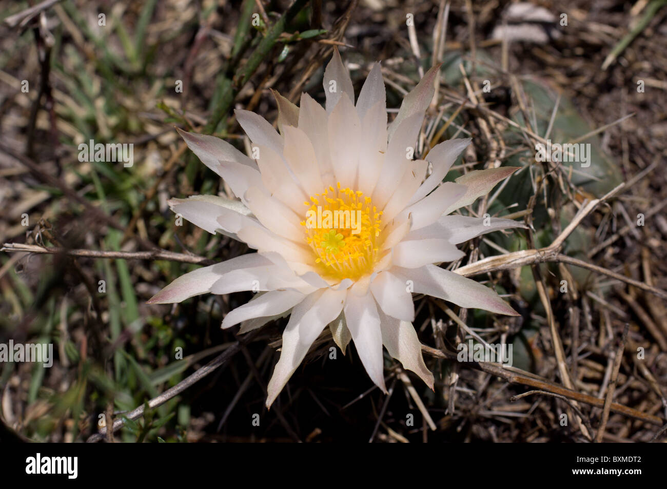 Wild cactus (Coryphanta Ottonis) blooming during spring in central ...