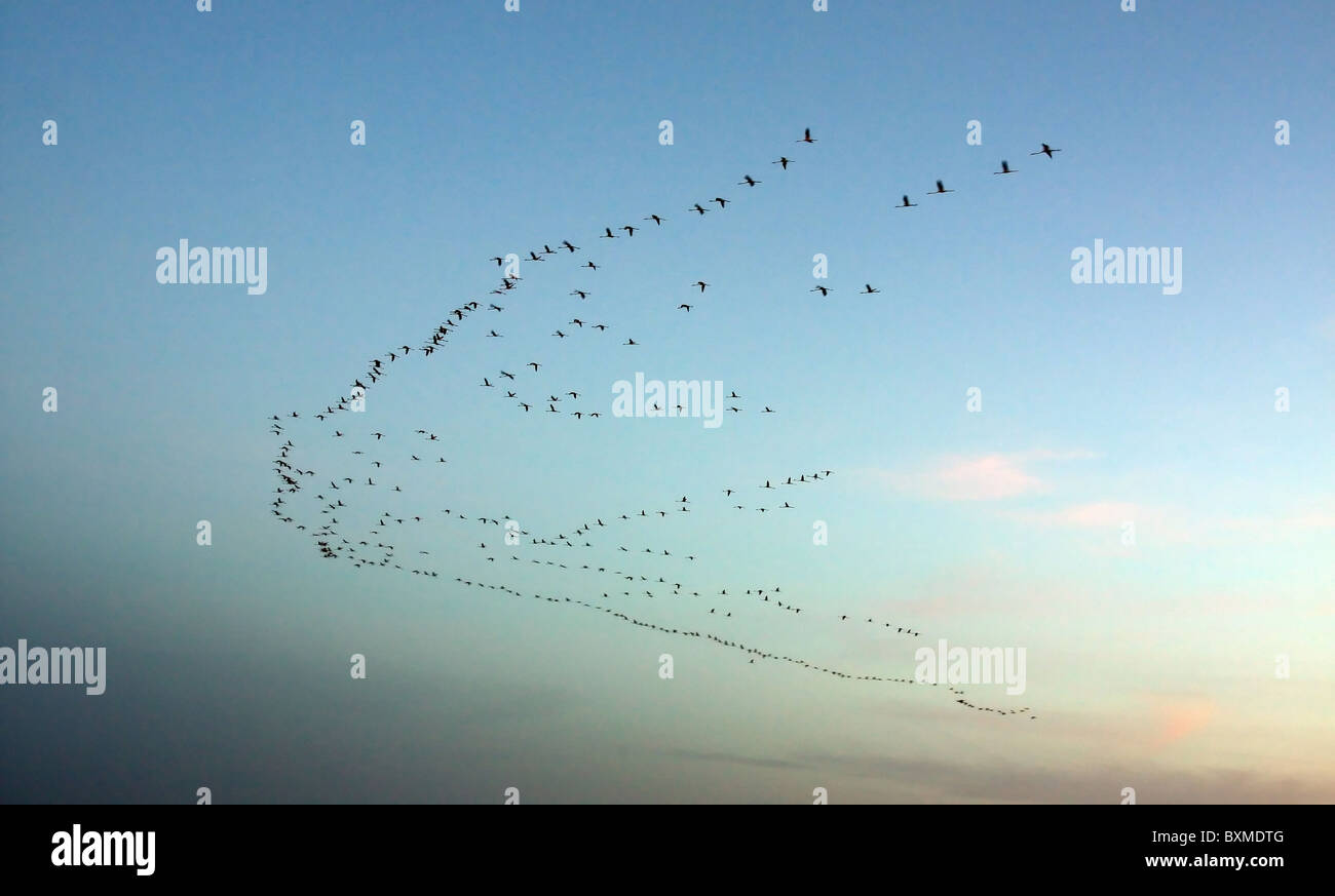 Big flock of birds in a migration route at sunset Stock Photo - Alamy