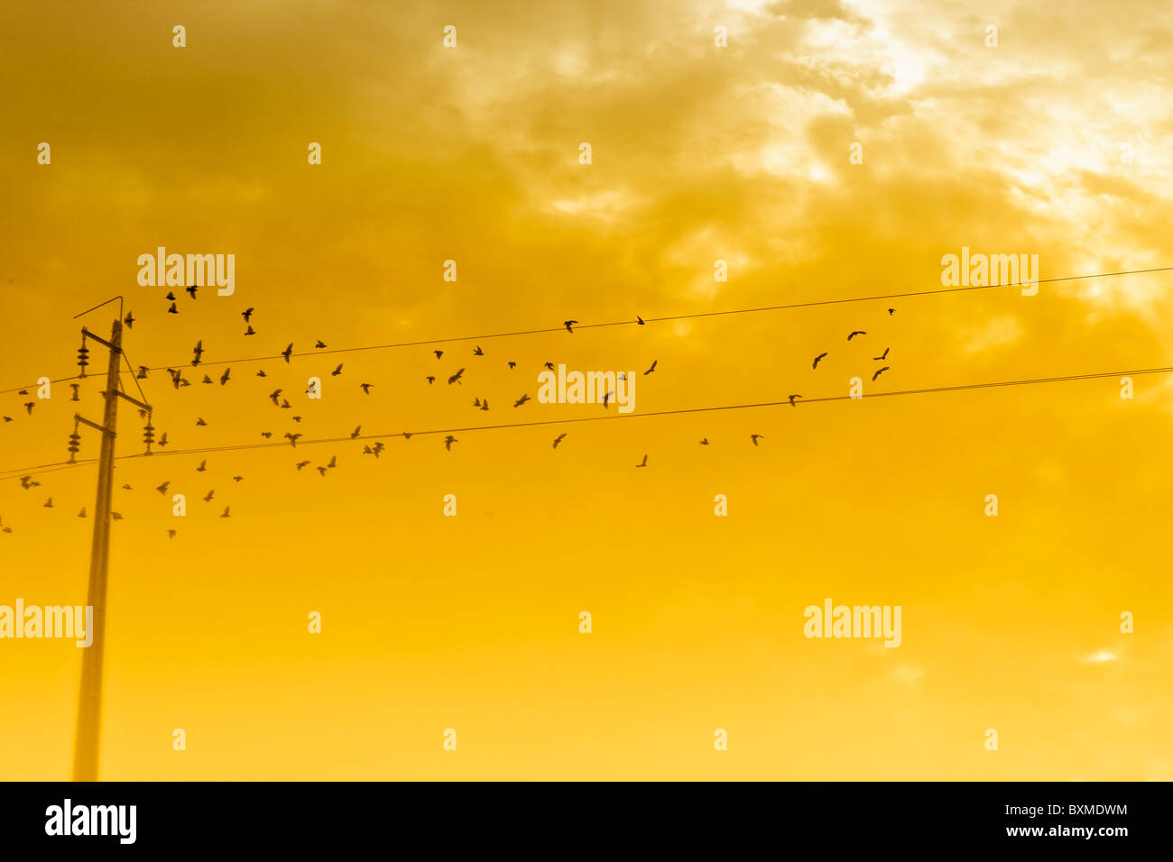 View of a flock of birds around an electrical power line Stock Photo ...