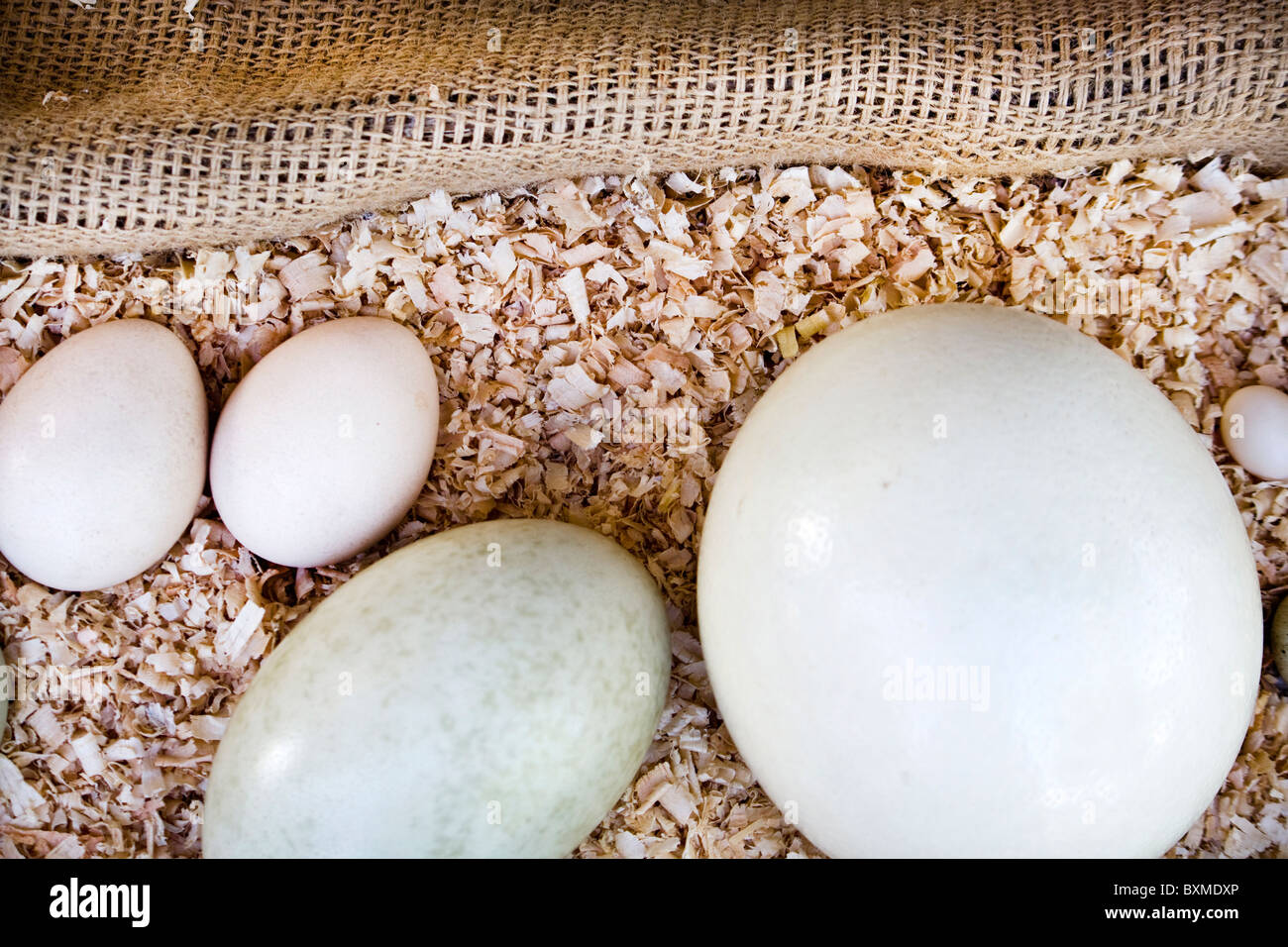 Many different bird eggs hi-res stock photography and images - Alamy
