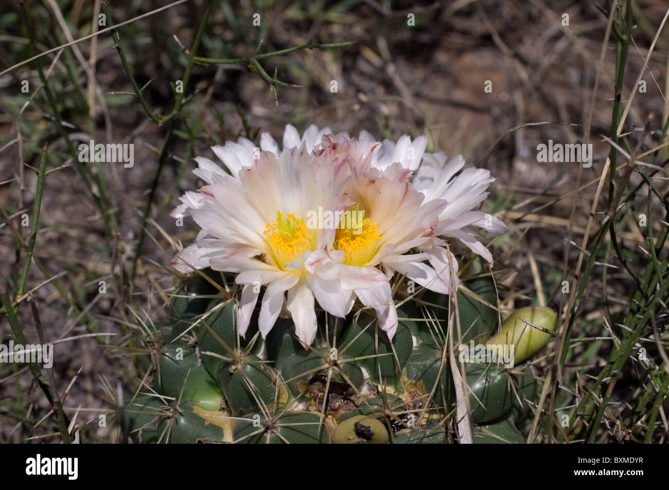 Wild cactus (Coryphanta Ottonis) blooming during spring in central ...