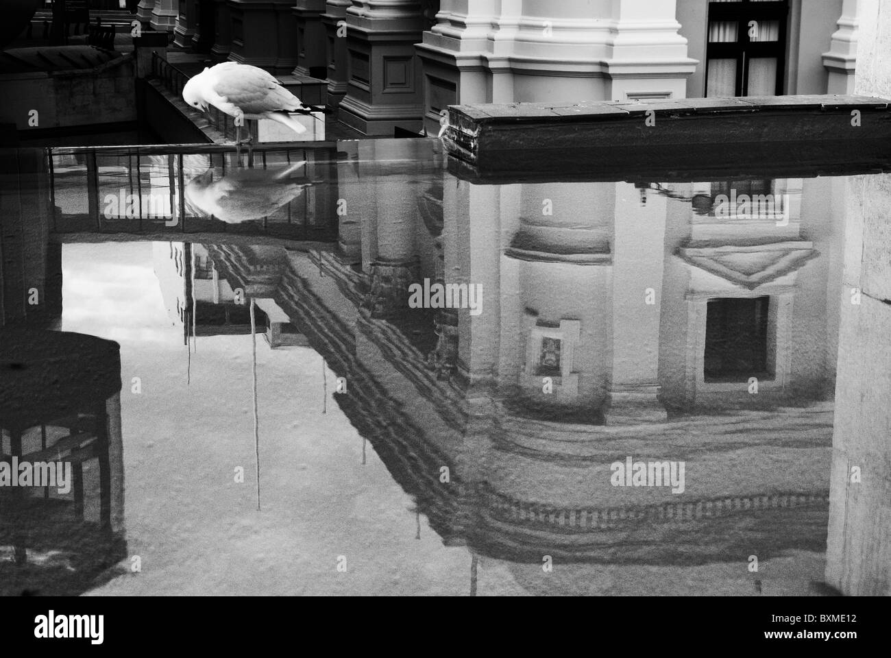 Seagull looking at its reflection in a fountain at civic square ...