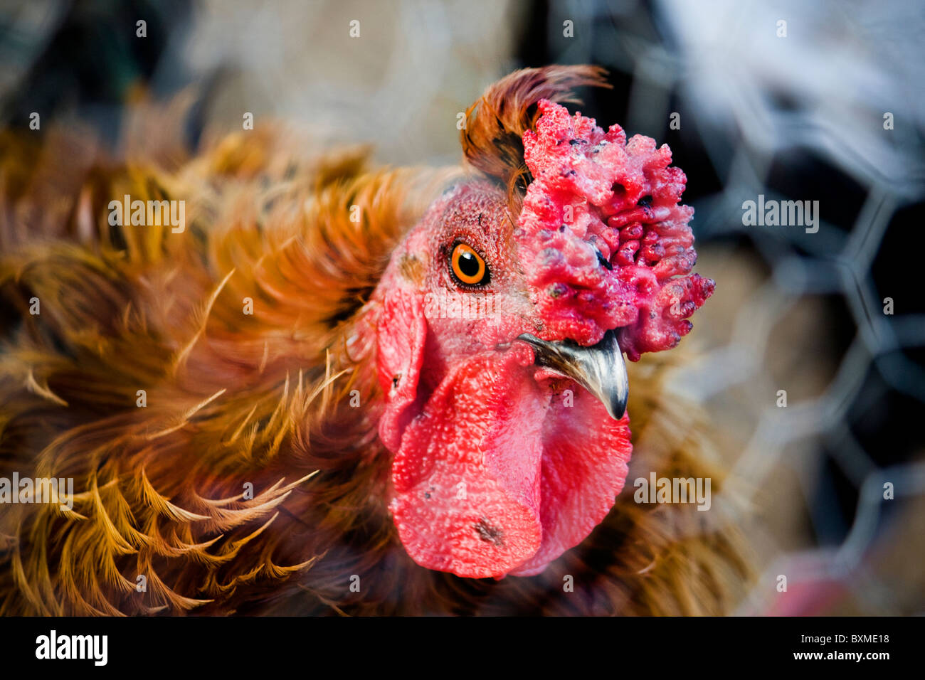 Poultry net hi-res stock photography and images - Alamy