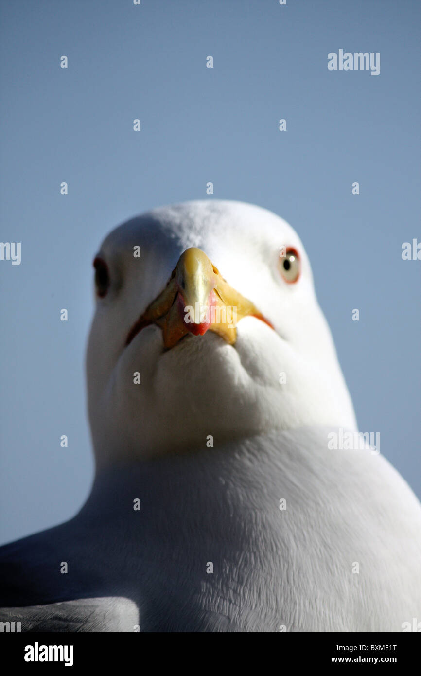 Close up view of the head of a seagull bird Stock Photo - Alamy
