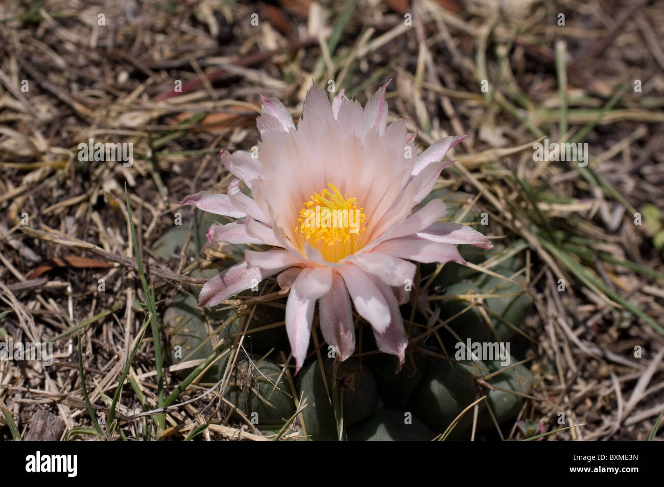 Wild cactus (Coryphanta Ottonis) blooming during spring in central ...