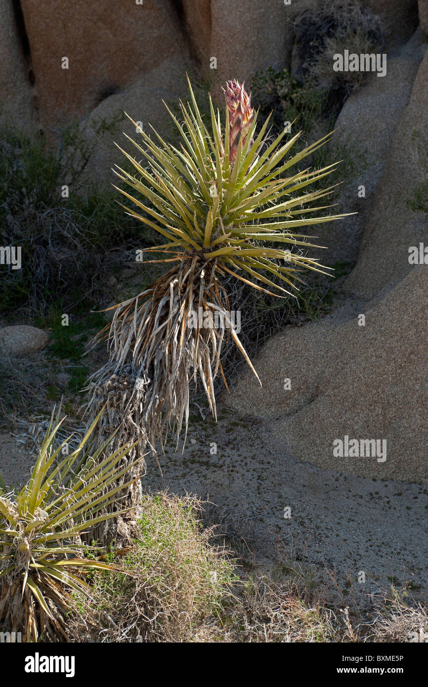 Yucca bloom hi-res stock photography and images - Alamy