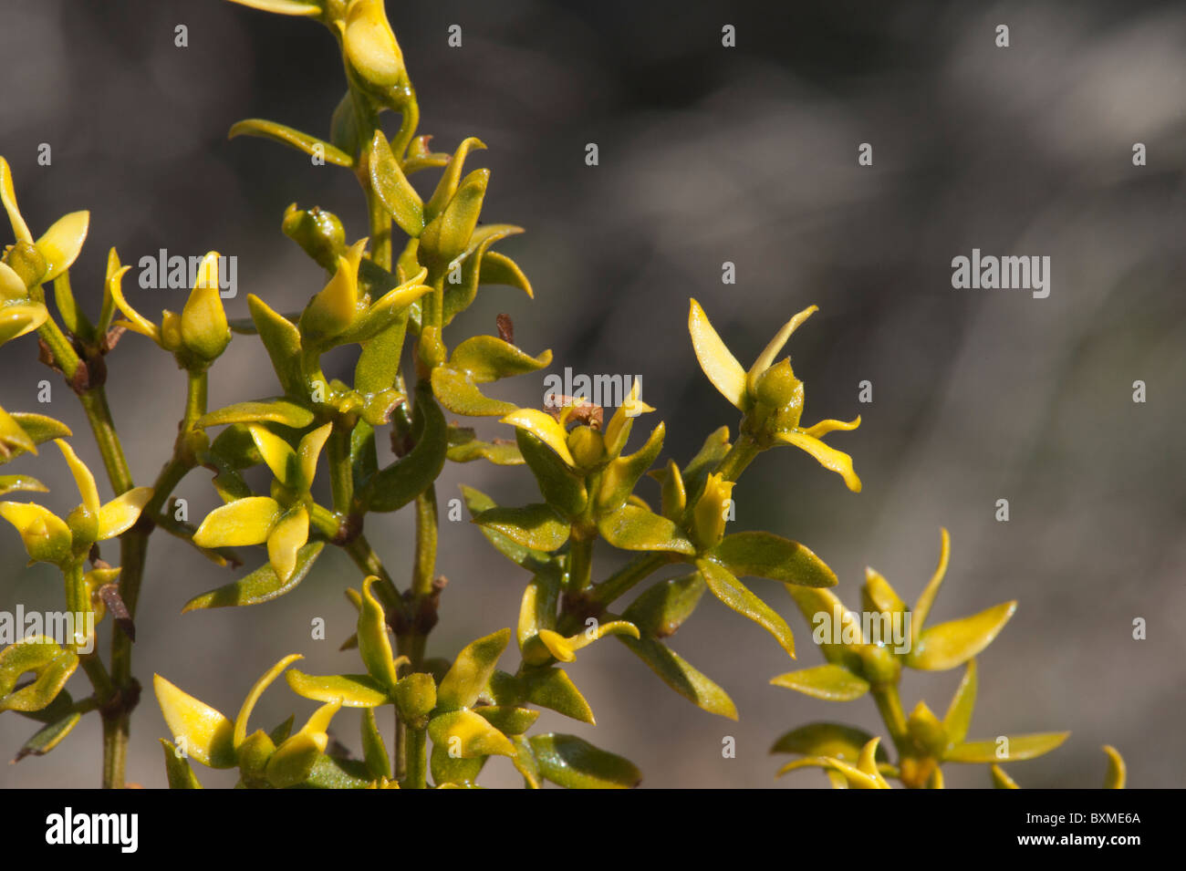 Greasewood spring hi-res stock photography and images - Alamy