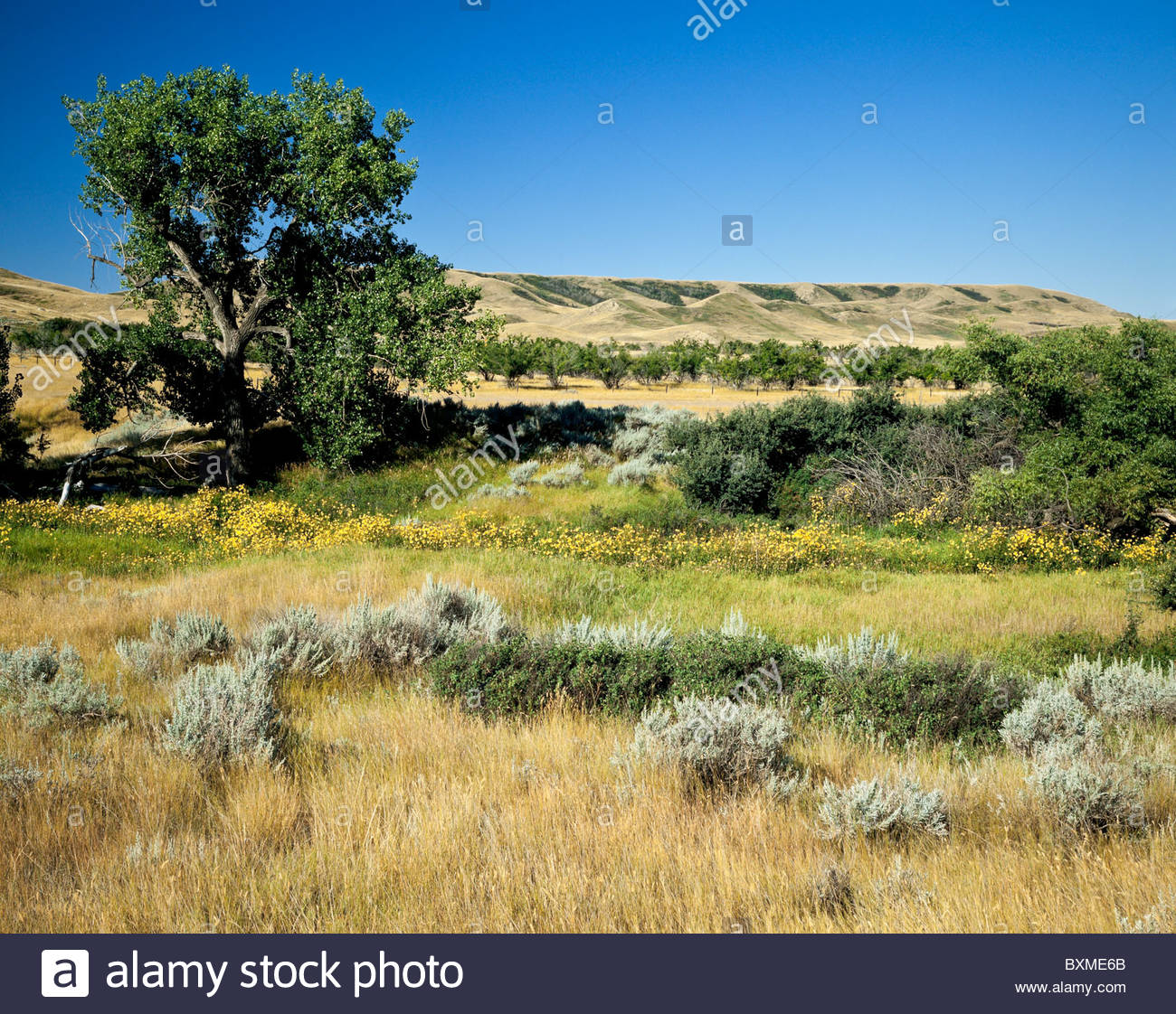 Saskatchewan Landing Provincial Park High Resolution Stock Photography ...
