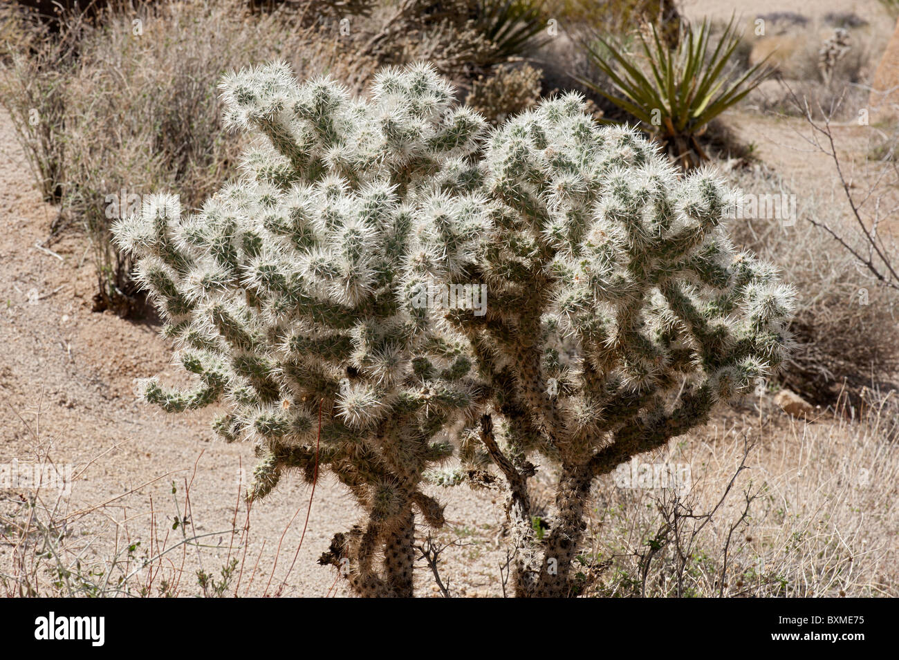A Cholla cactus in the Mojave Desert in the Joshua Tree National Park ...