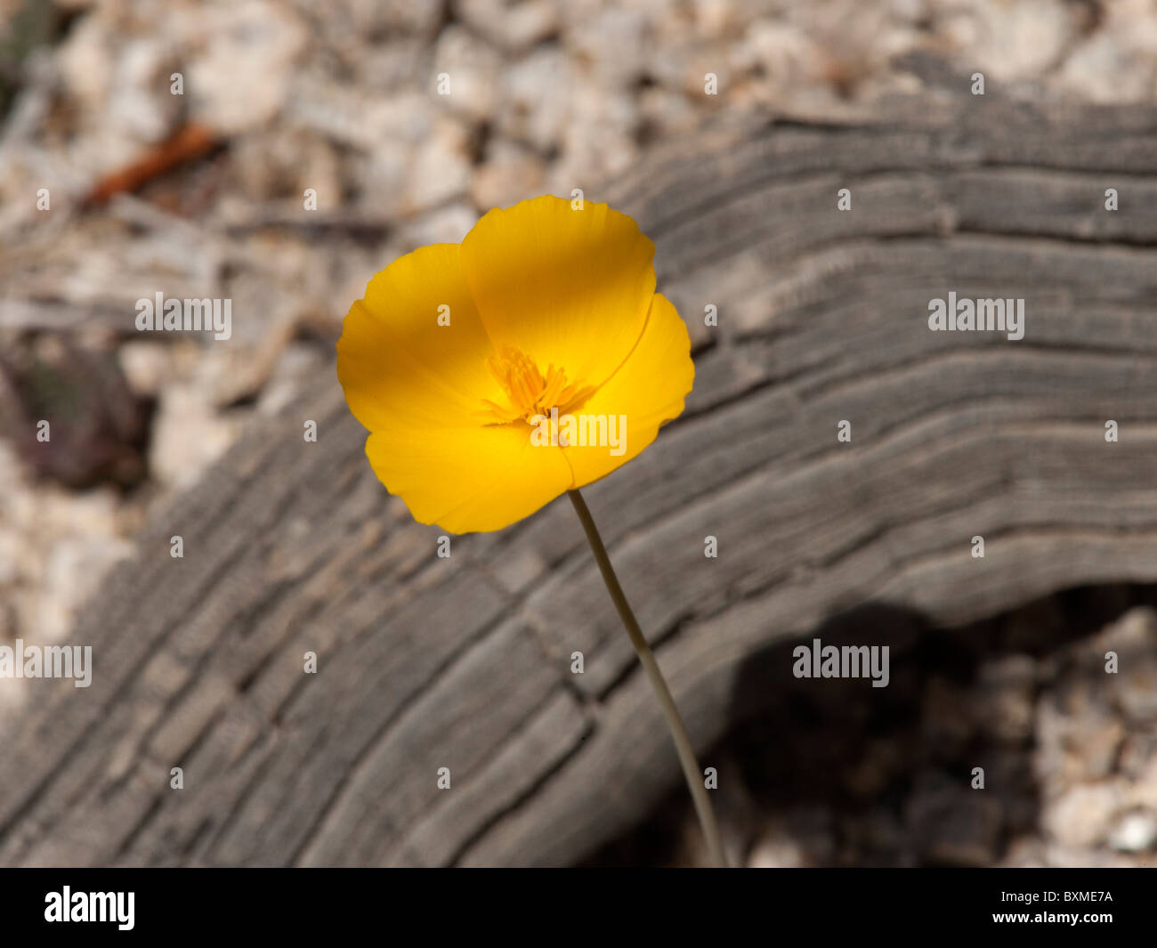 Desert Poppy (Eschscholzia glyptosperma) aka Desert Golden Poppy aka ...