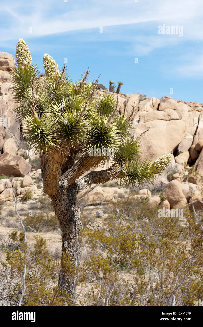 A Joshua Tree (Yucca Brevifolia) in bloom with the familiar ...