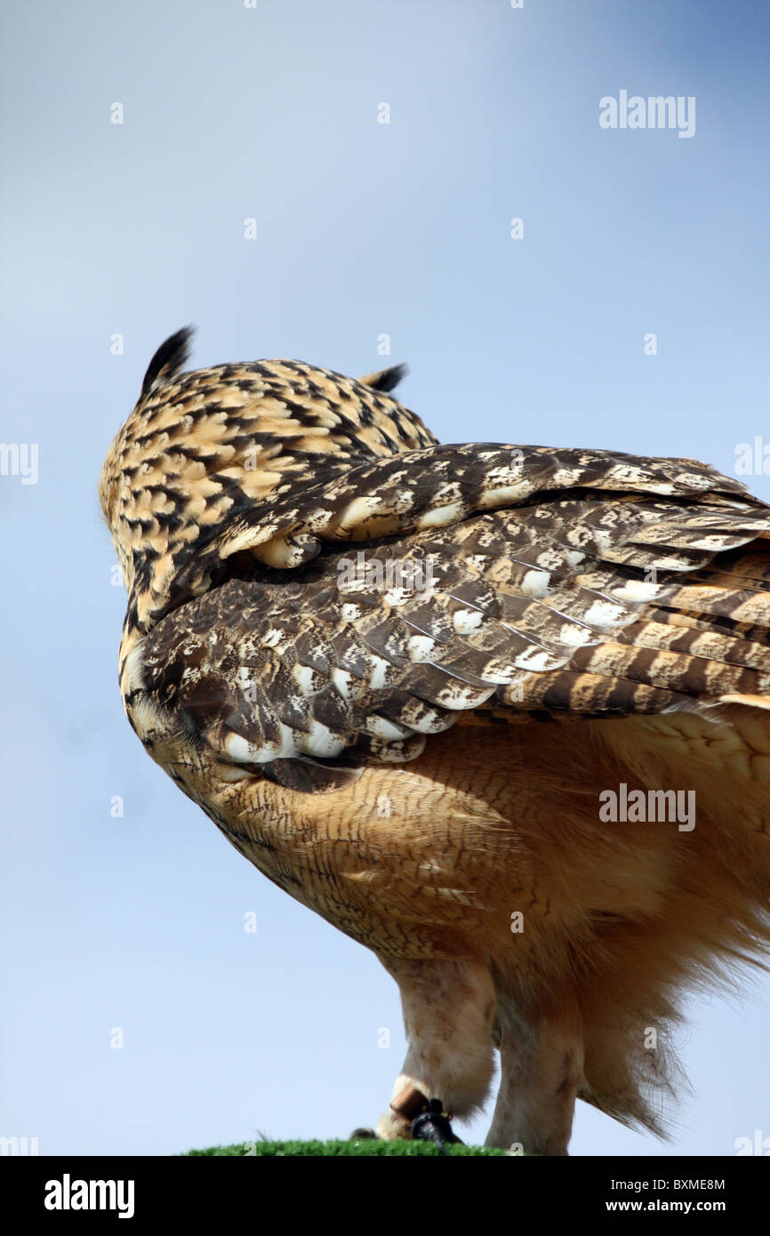 Close up view of the rock eagle-owl on a post Stock Photo - Alamy