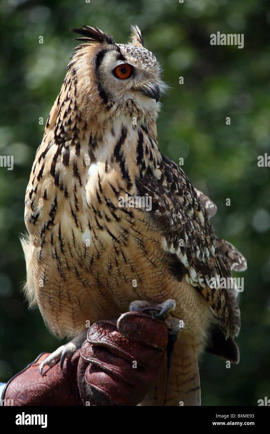 Close up view of rock eagle-owl on a trainer's glove Stock Photo - Alamy