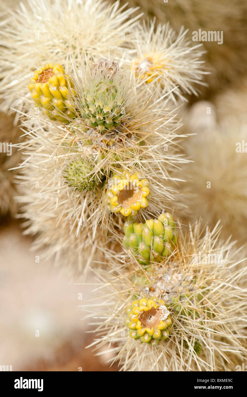 Fruit of the Cholla Stock Photo - Alamy