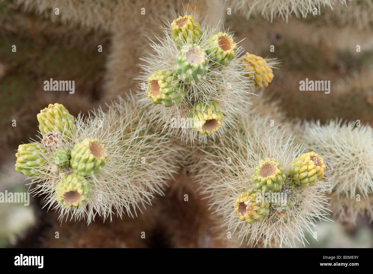 Fruit of the Cholla Stock Photo - Alamy