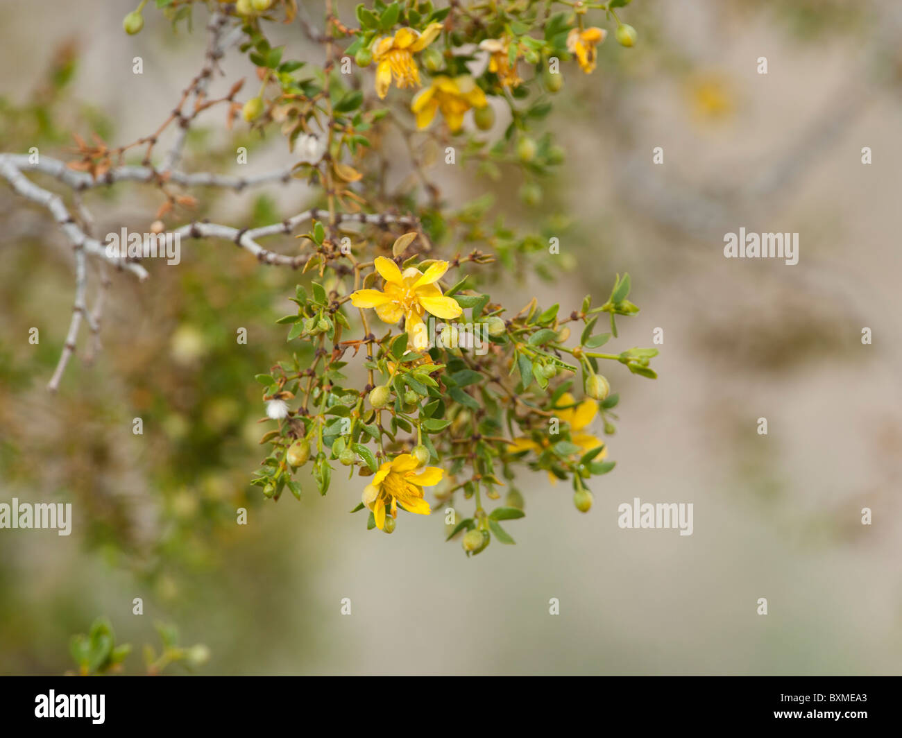 Creosote Bush in bloom Stock Photo - Alamy