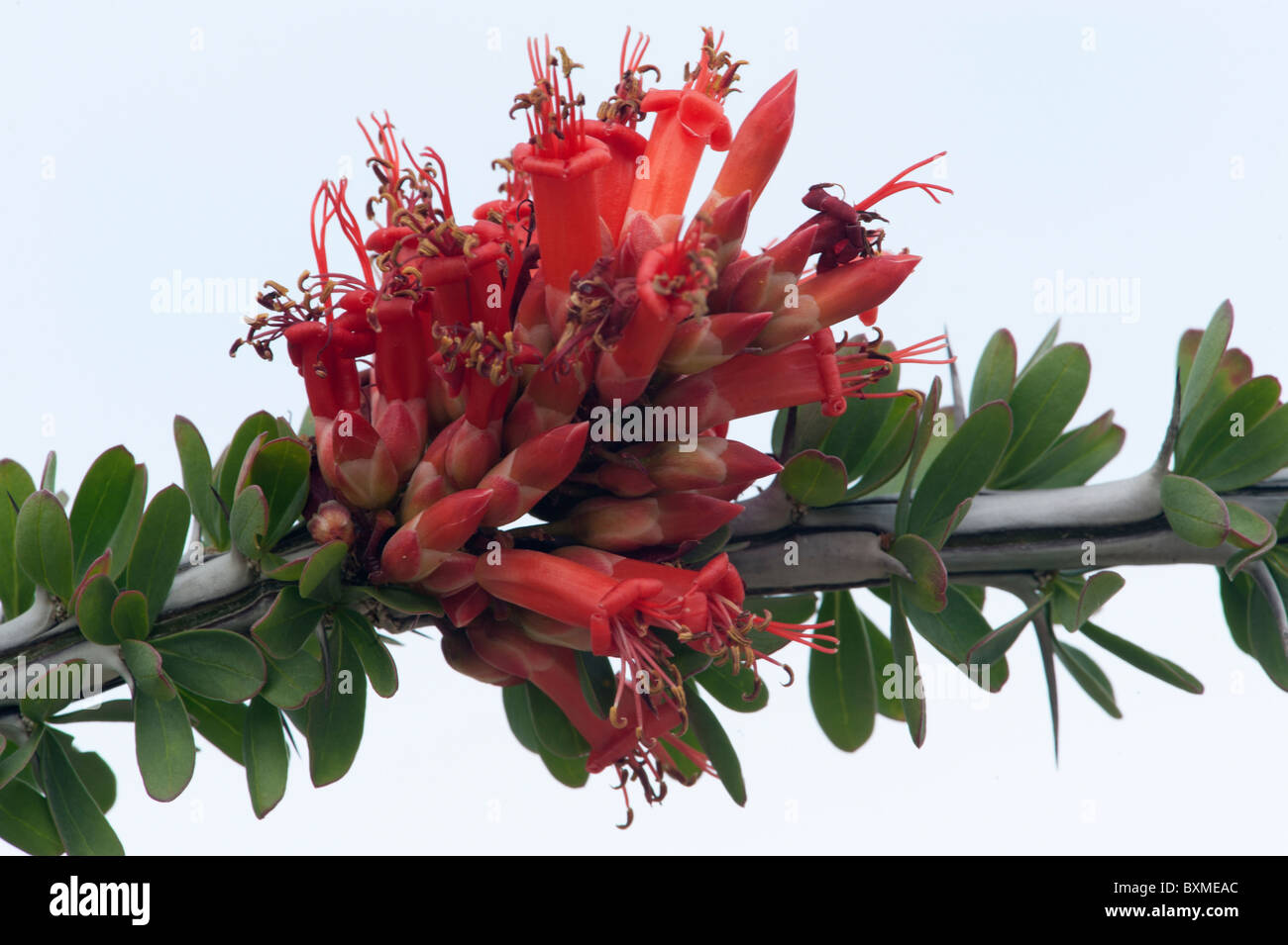Ocotillo in bloom Stock Photo - Alamy