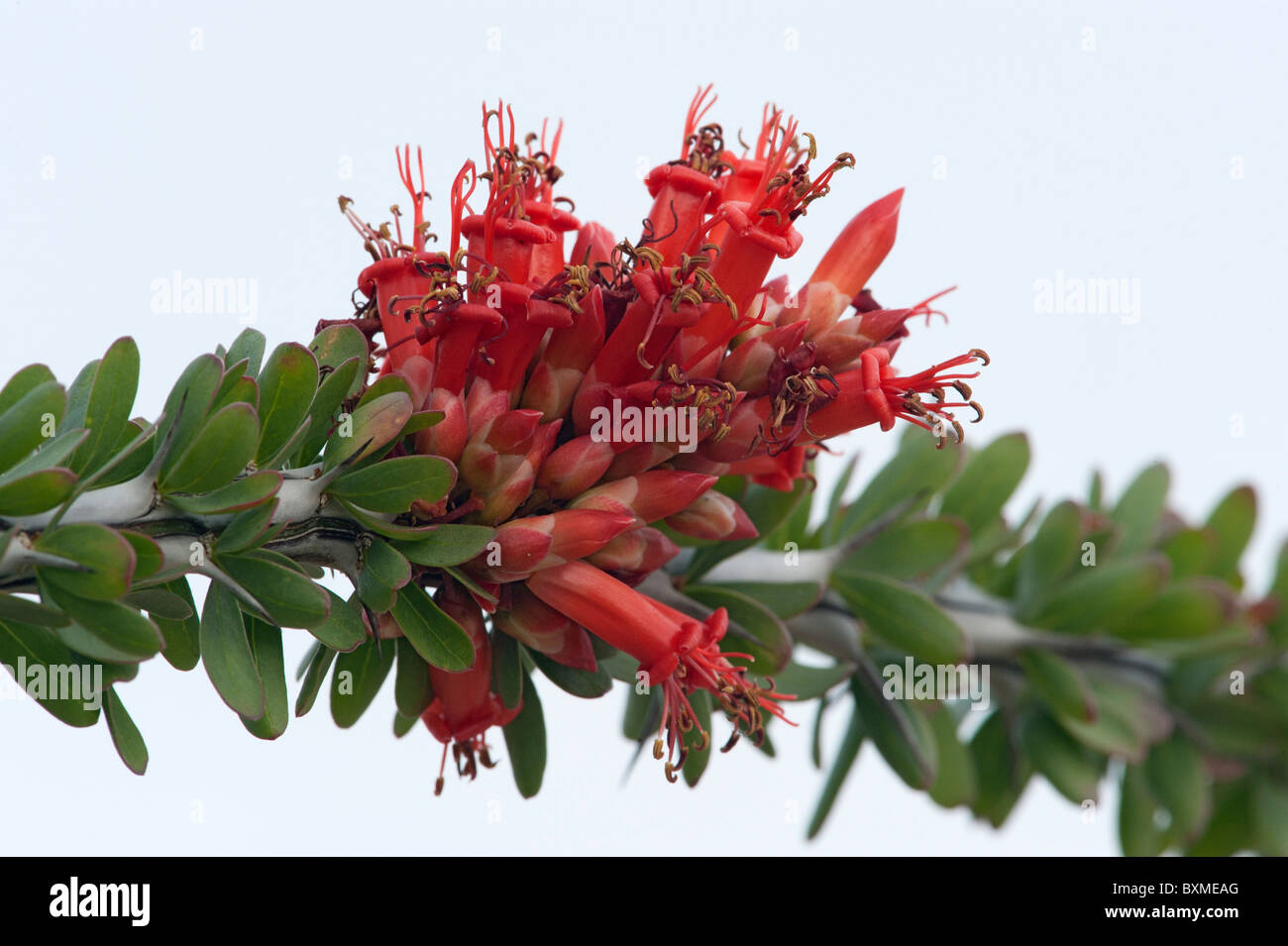 Ocotillo in bloom Stock Photo - Alamy