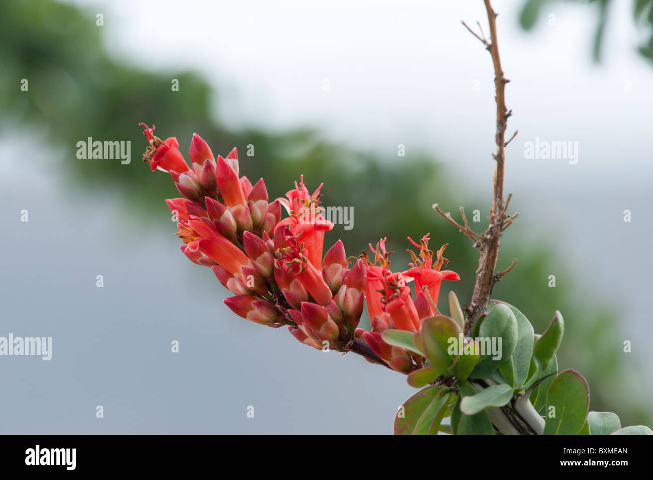 Ocotillo in bloom Stock Photo - Alamy