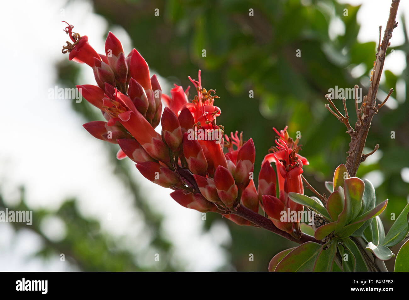 Ocotillo in bloom Stock Photo - Alamy