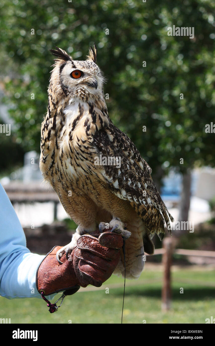 Eagle trainers hi-res stock photography and images - Alamy