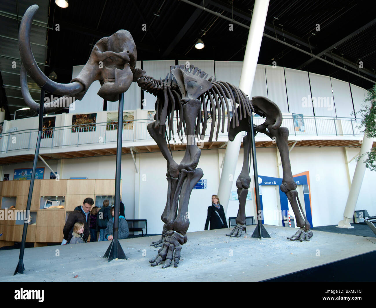 Mammoth skeleton on display at the Oosterschelde museum in the work ...