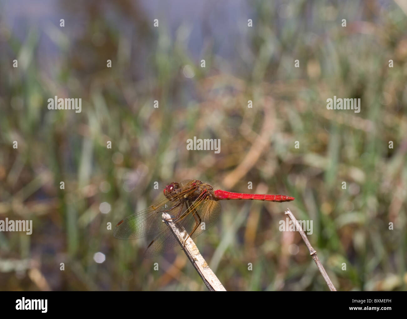 Red dragonfly standing next to a vernal pool Stock Photo - Alamy