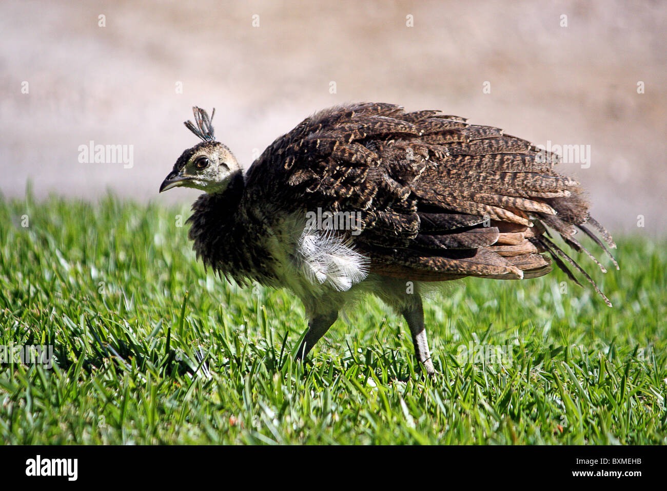 Junior plumage hi-res stock photography and images - Alamy