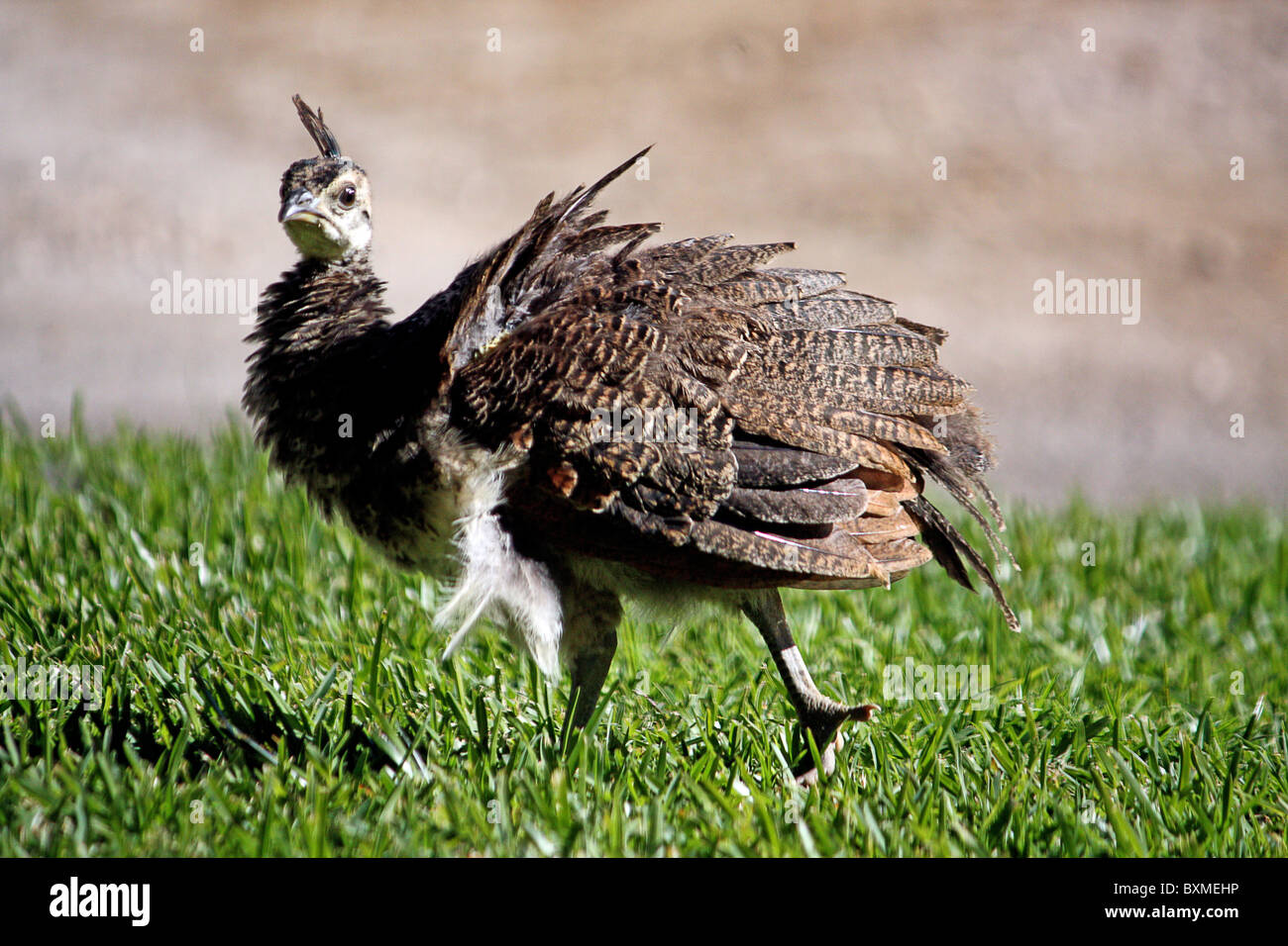 Junior Plumage High Resolution Stock Photography and Images - Alamy