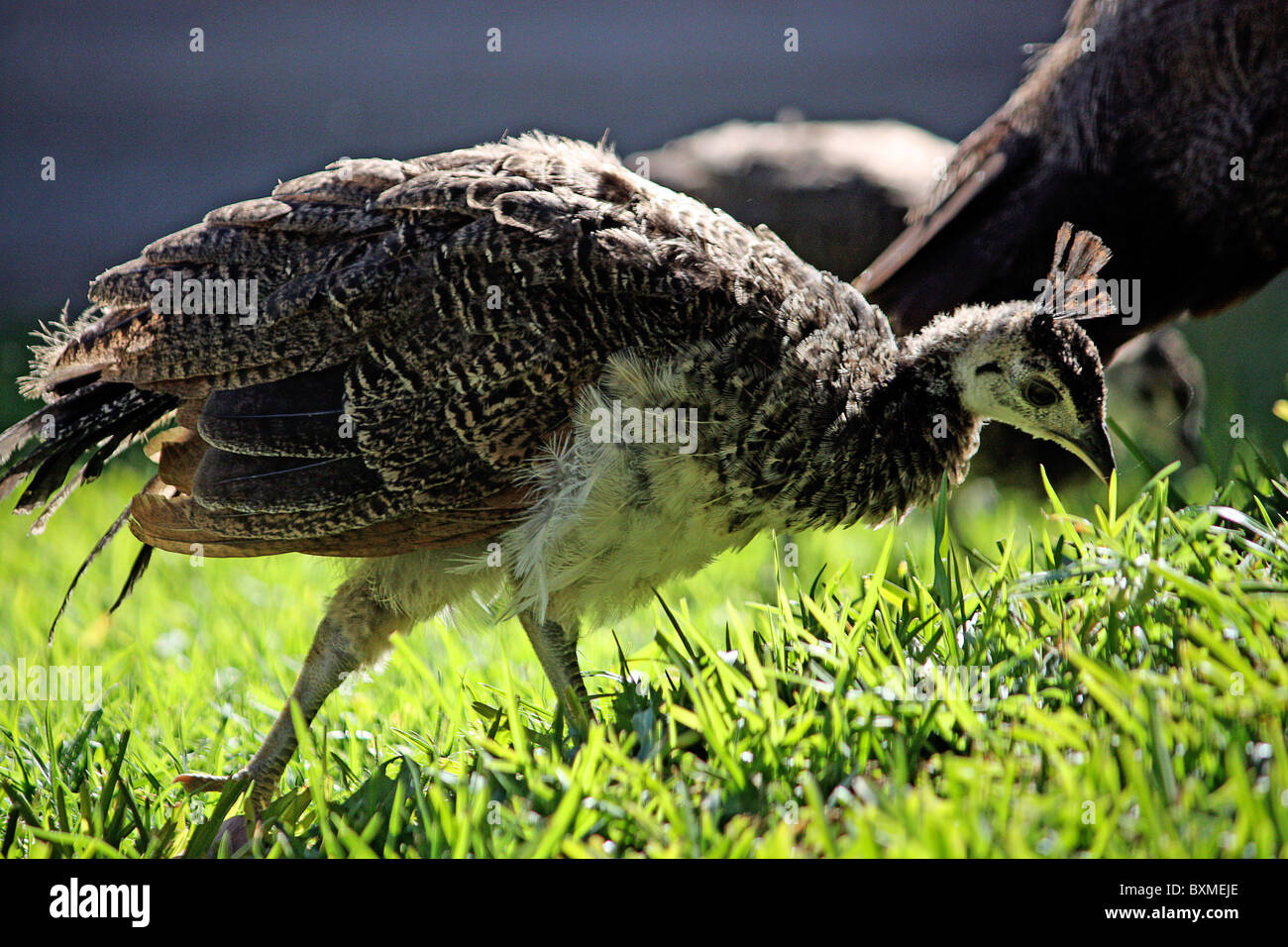 Junior plumage hi-res stock photography and images - Alamy