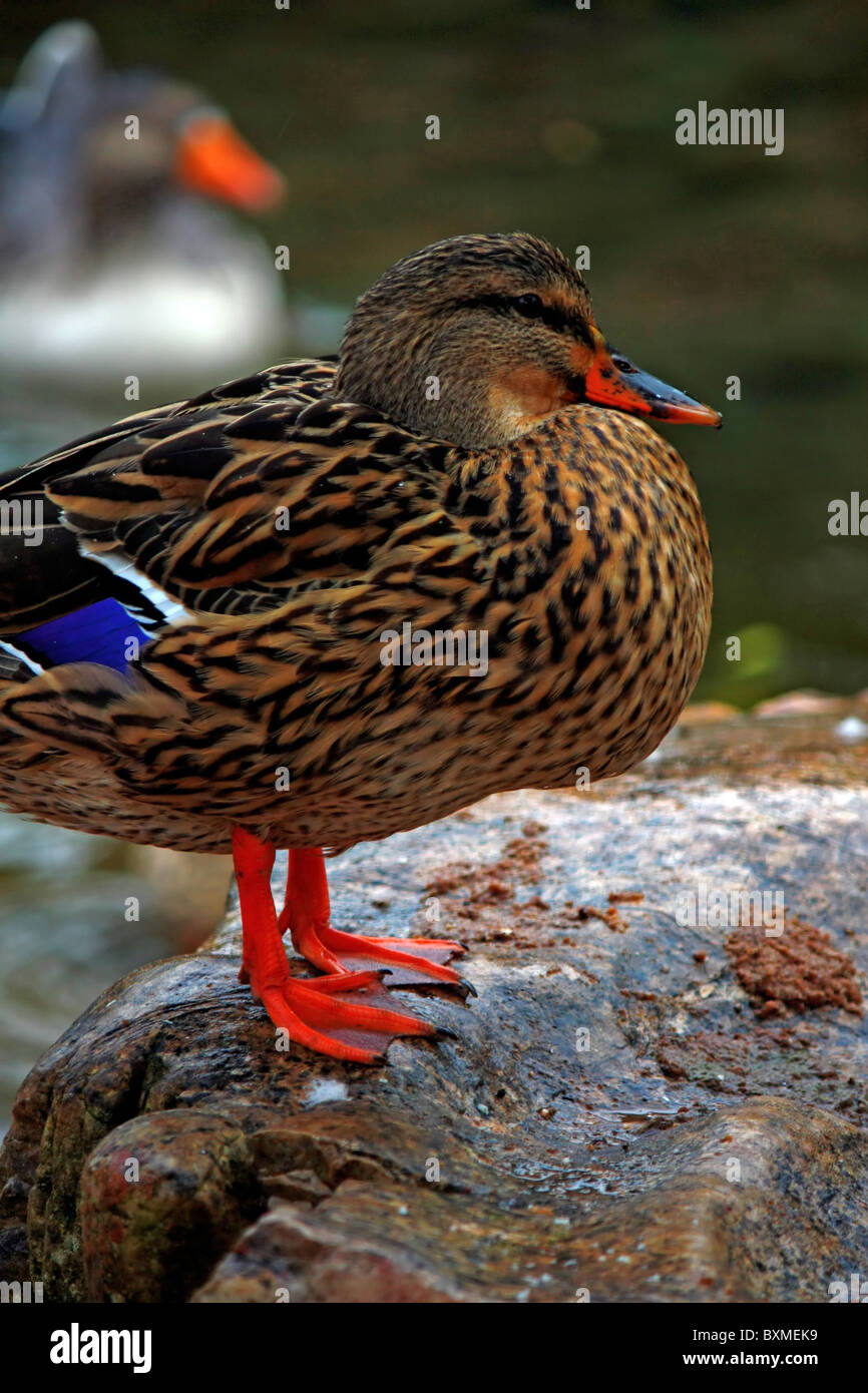 Duck claws hi-res stock photography and images - Alamy