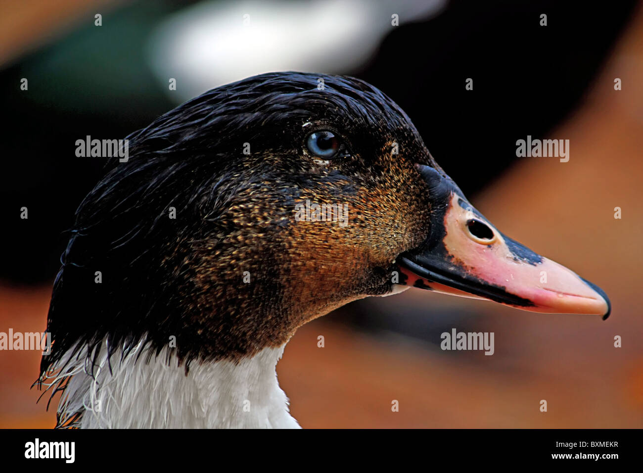 Closeup side profile of the head of a domestic duck Stock Photo - Alamy