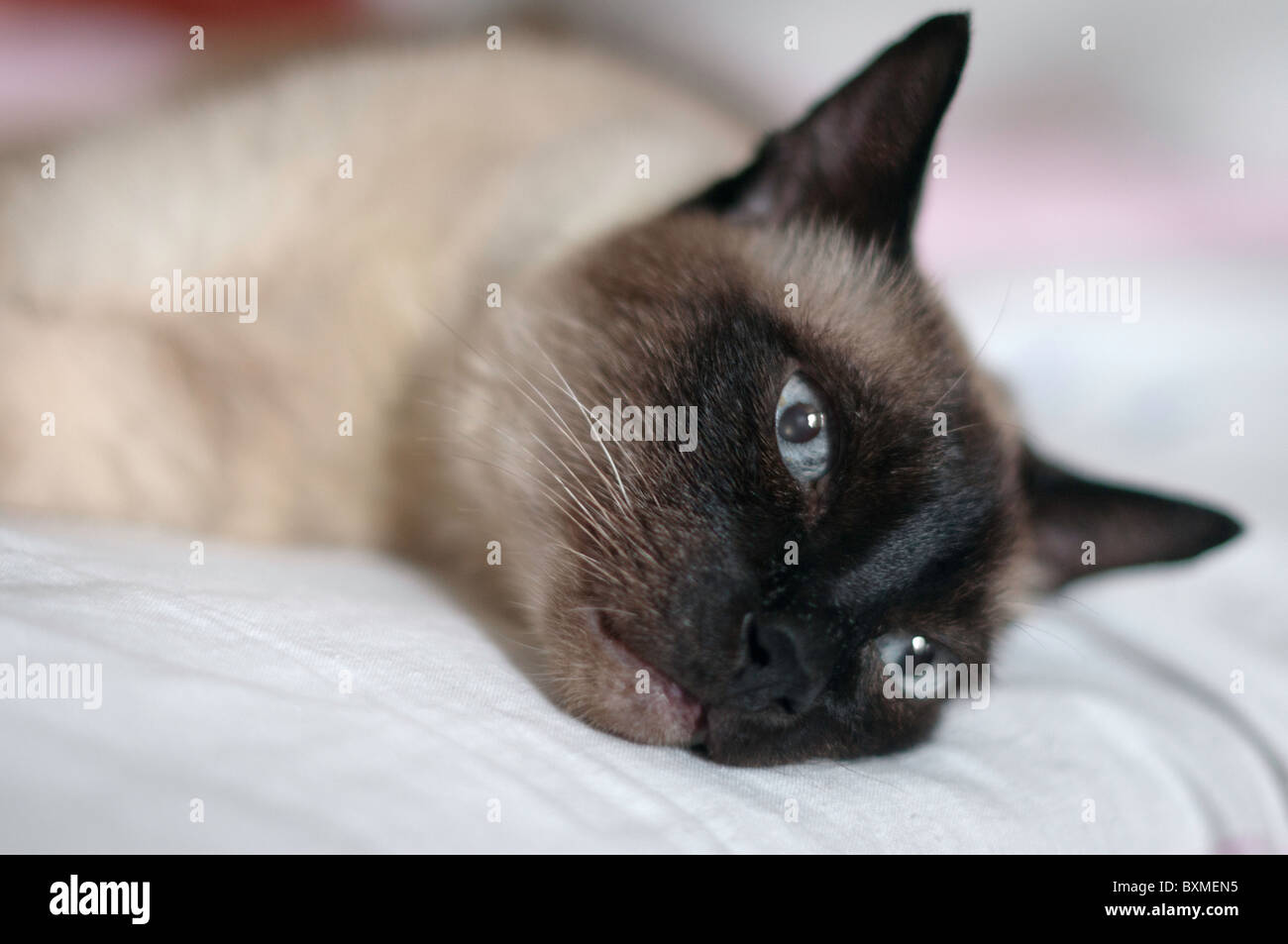 Old siamese cat hi-res stock photography and images - Alamy