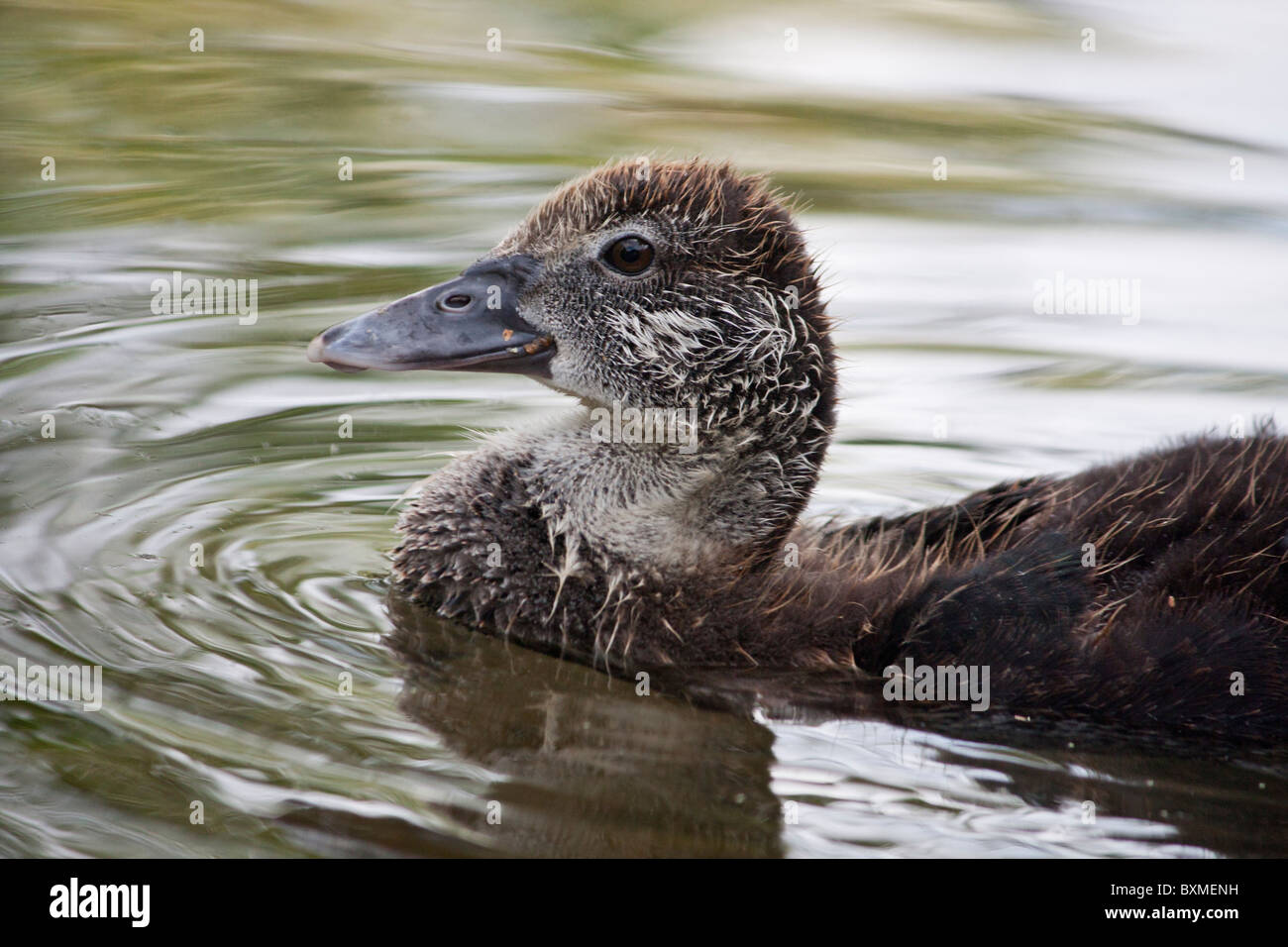 Close view of the head of a duck Stock Photo - Alamy
