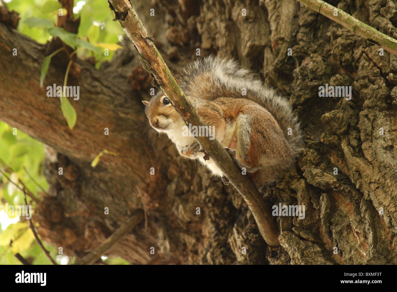 Grey squirrel looking down from a tree branch Stock Photo - Alamy