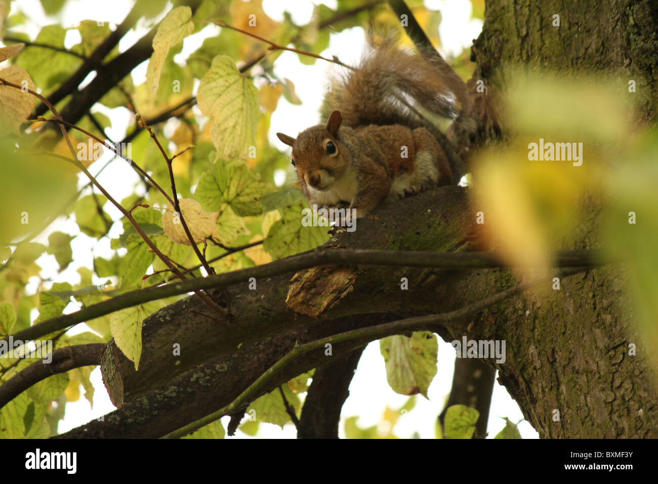 Grey squirrel looking down from a tree branch Stock Photo - Alamy