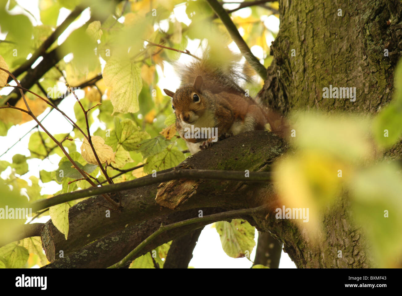 Grey squirrel looking down from a tree branch Stock Photo - Alamy