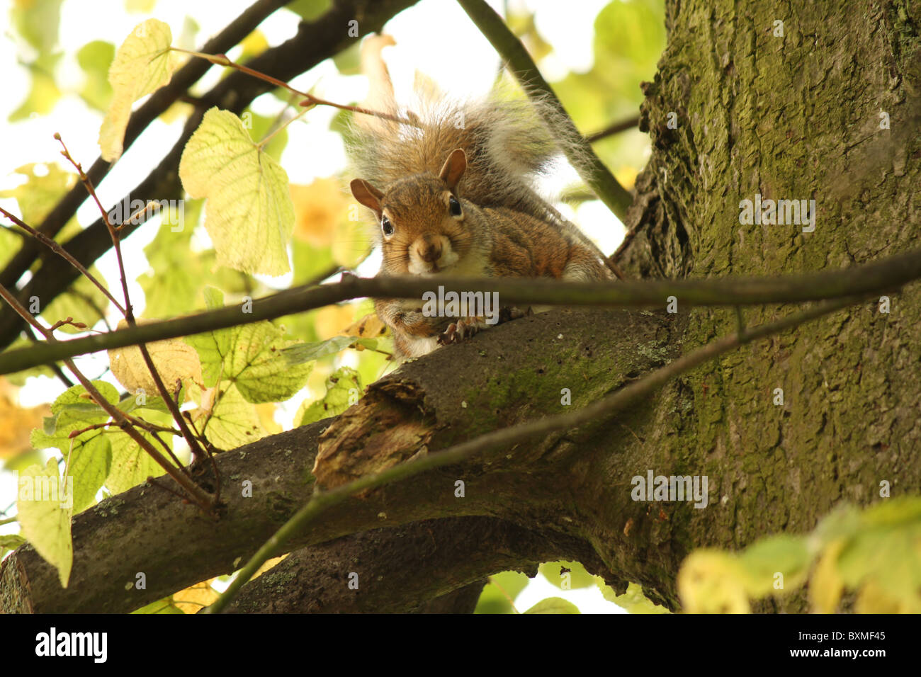 Grey squirrel looking down from a tree branch Stock Photo - Alamy