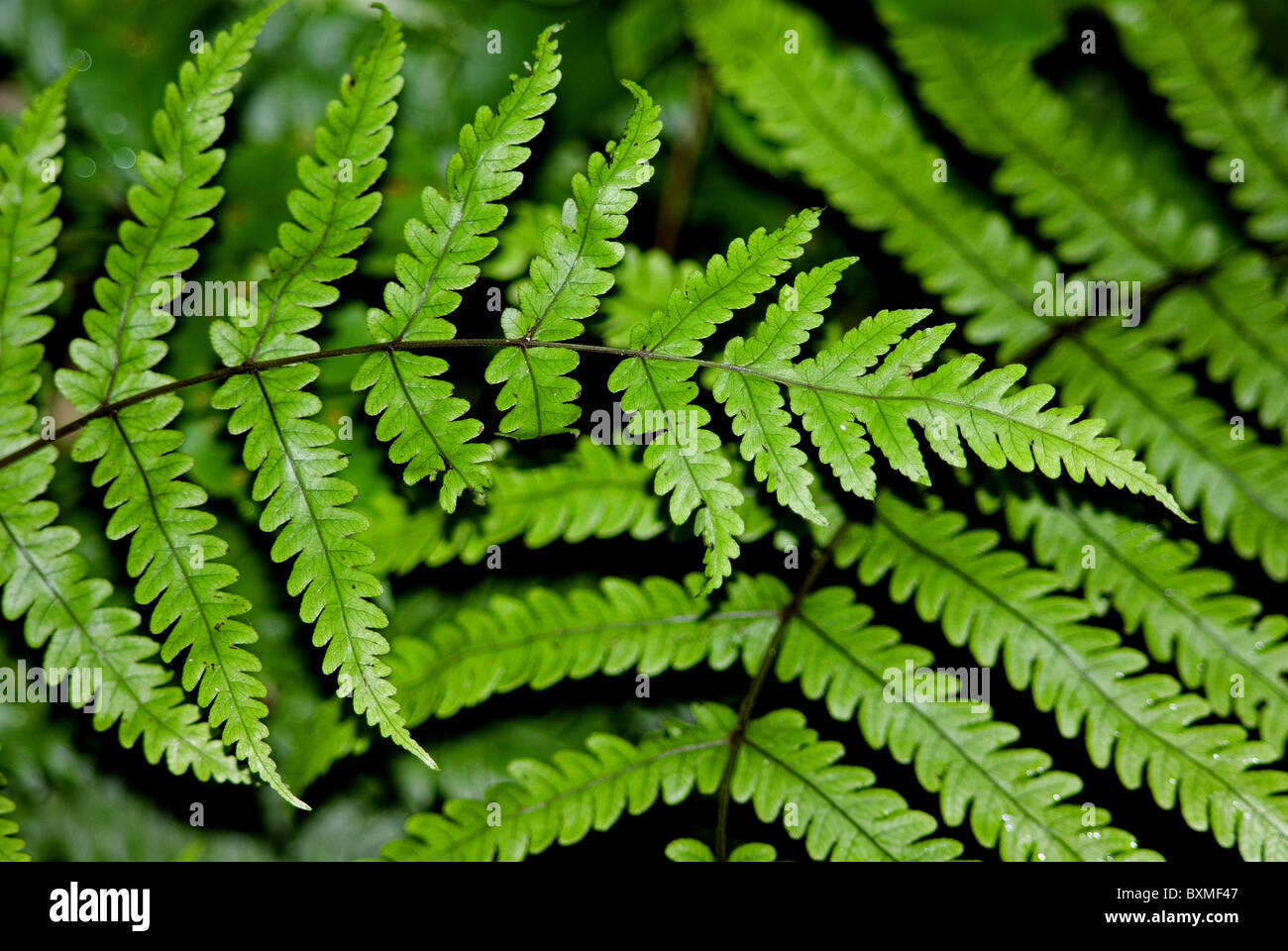 fern leaves at karori wildlife reservation,wellington,new zealand Stock ...
