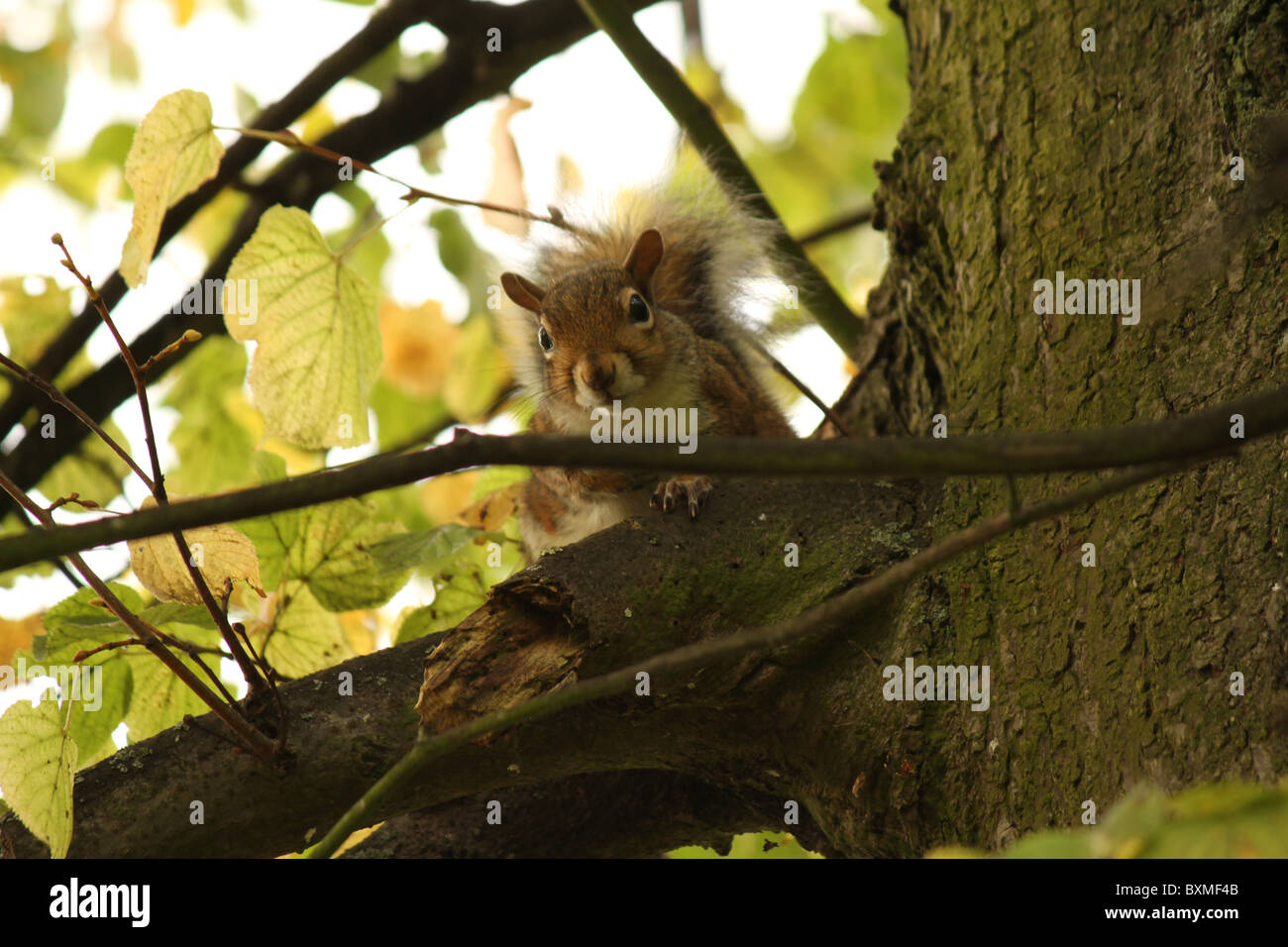 Grey squirrel looking down from a tree branch Stock Photo - Alamy