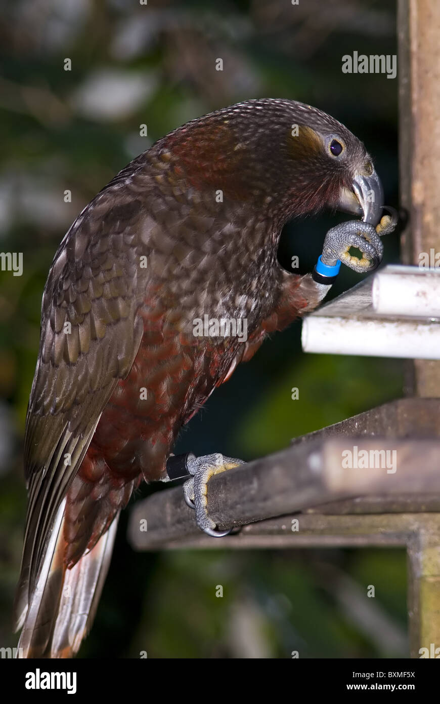 kaka bird at karori wildlife reservation,wellington,new zealand Stock ...