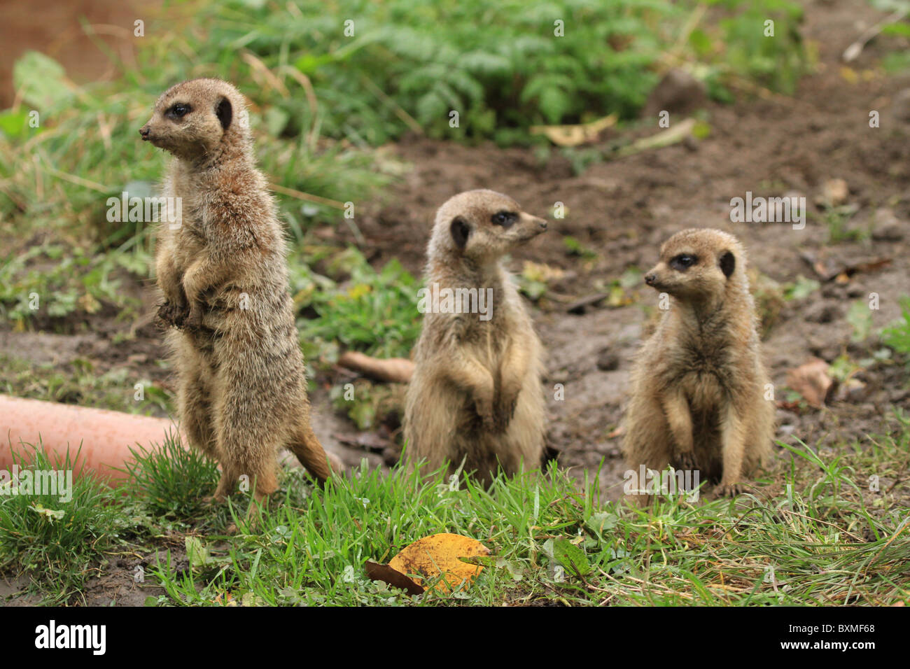 Group of Meerkats Stock Photo - Alamy