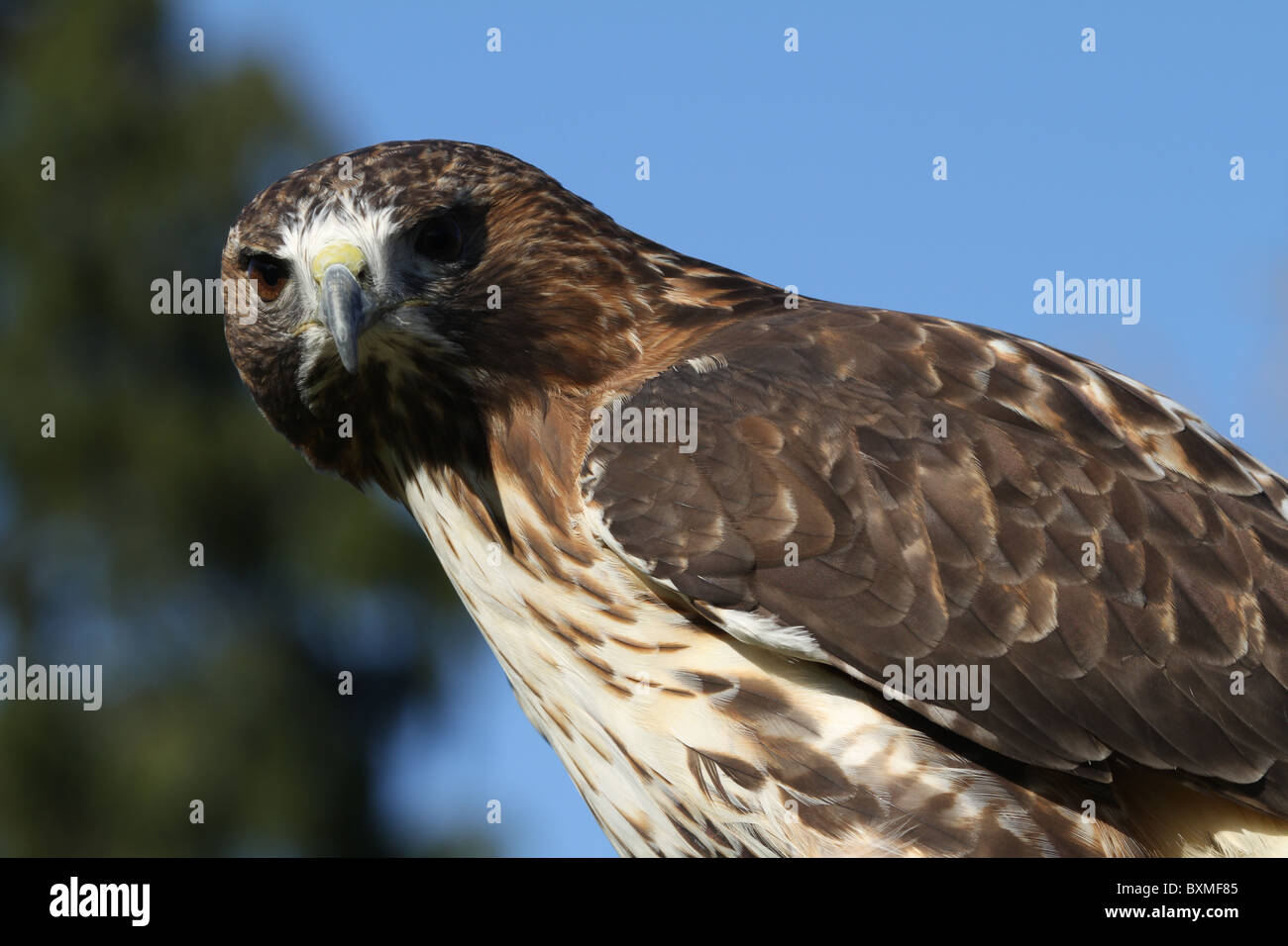 Red Tailed Buzzard Stock Photo - Alamy