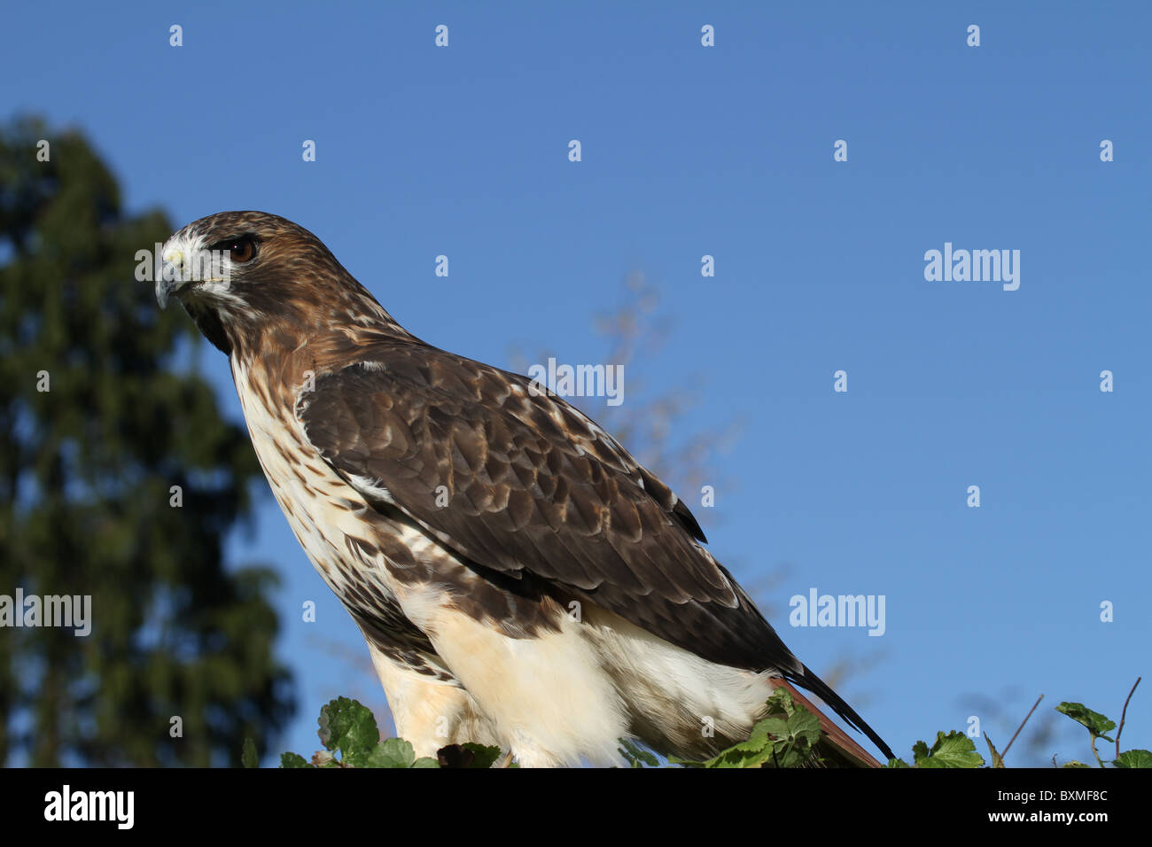 Red Tailed Buzzard Stock Photo - Alamy