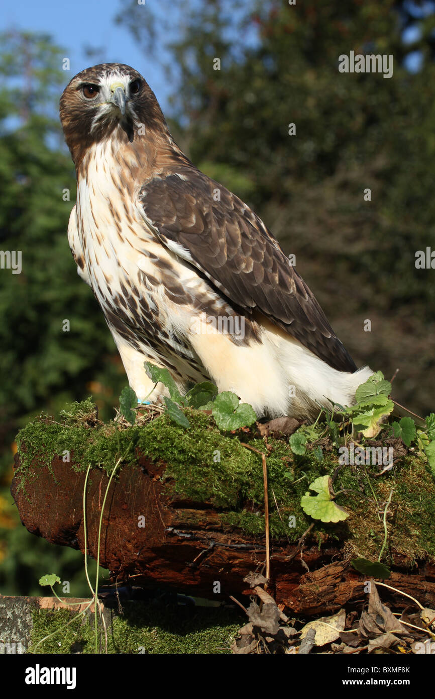 Red tailed bird hi-res stock photography and images - Alamy
