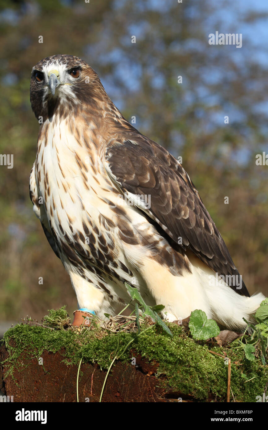 Red Tailed Buzzard Stock Photo - Alamy